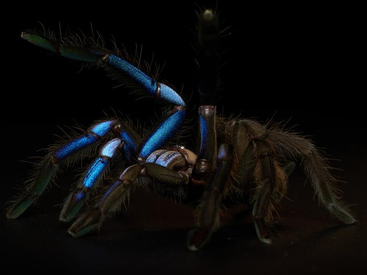 Nova espécie de tarântula 'elétrica' azul é descoberta na Tailândia