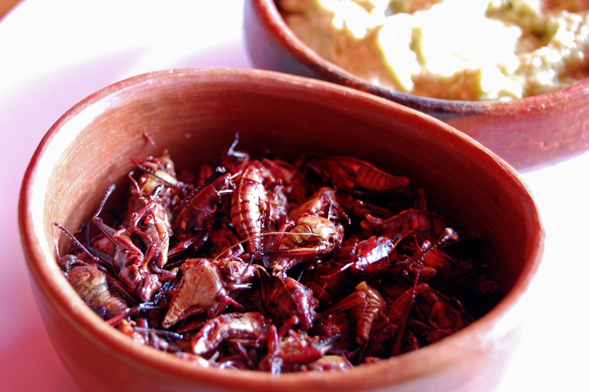 Comer insetos: inovação alimentar exige rigorosos controles de qualidade