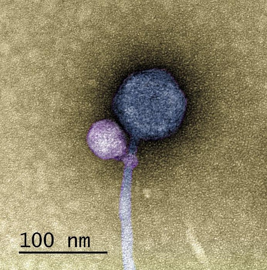 Pela 1ª vez, cientistas observam vírus 'vampiro' grudado em outro vírus