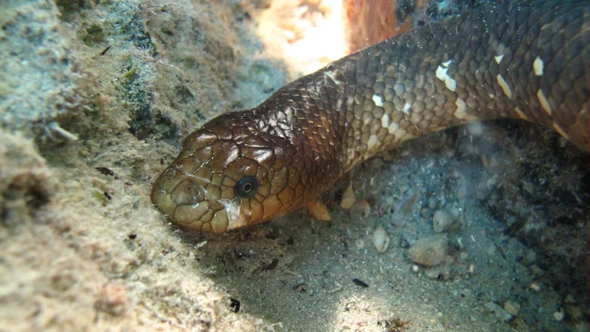 Serpentes marinhas venenosas estão sendo achadas mortas em praias na ...