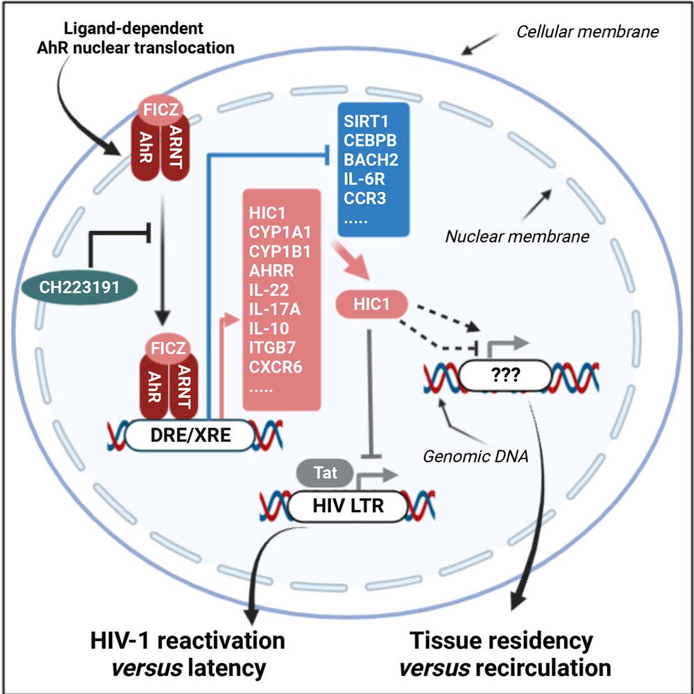 Pesquisadores identificam proteína que ajuda HIV a ficar em 'silêncio ...