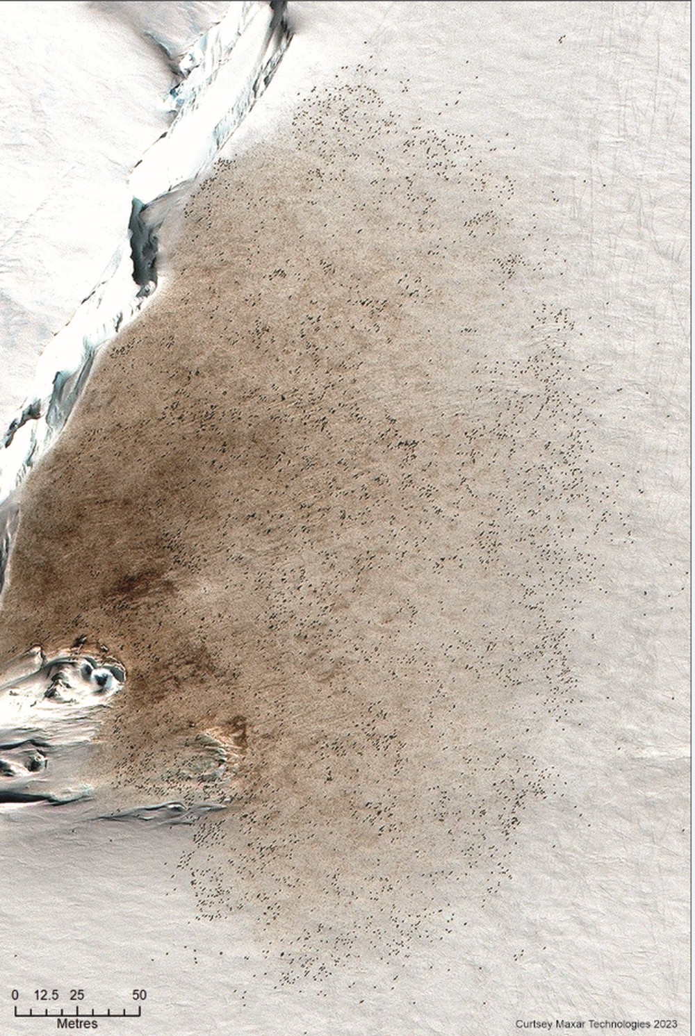 Satélites revelam novas colônias de pinguins-imperadores na Antártida ...