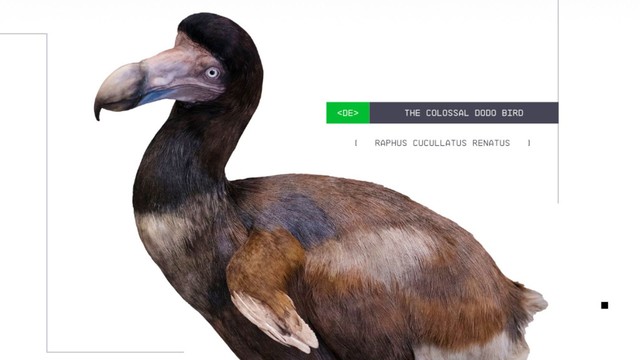 Pássaro dodô: conheça a espécie extinta que empresa deseja "reviver ...