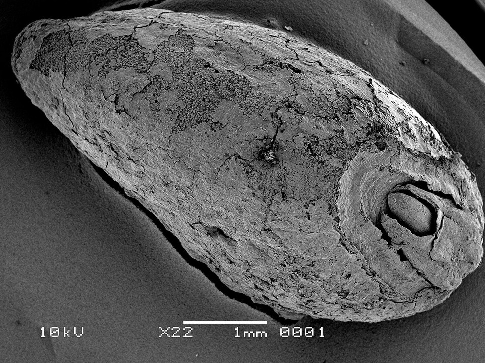 Panela contendo mingau queimado da Idade da Pedra é descoberta na Alemanha