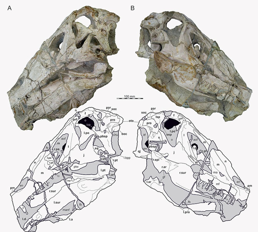 Dinossauro que viveu no Nordeste há 115 milhões de anos é reconstituído ...